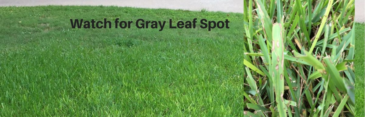 Treating Gray Leaf Spot in New Lawns - Houston Sugar Land Pearland