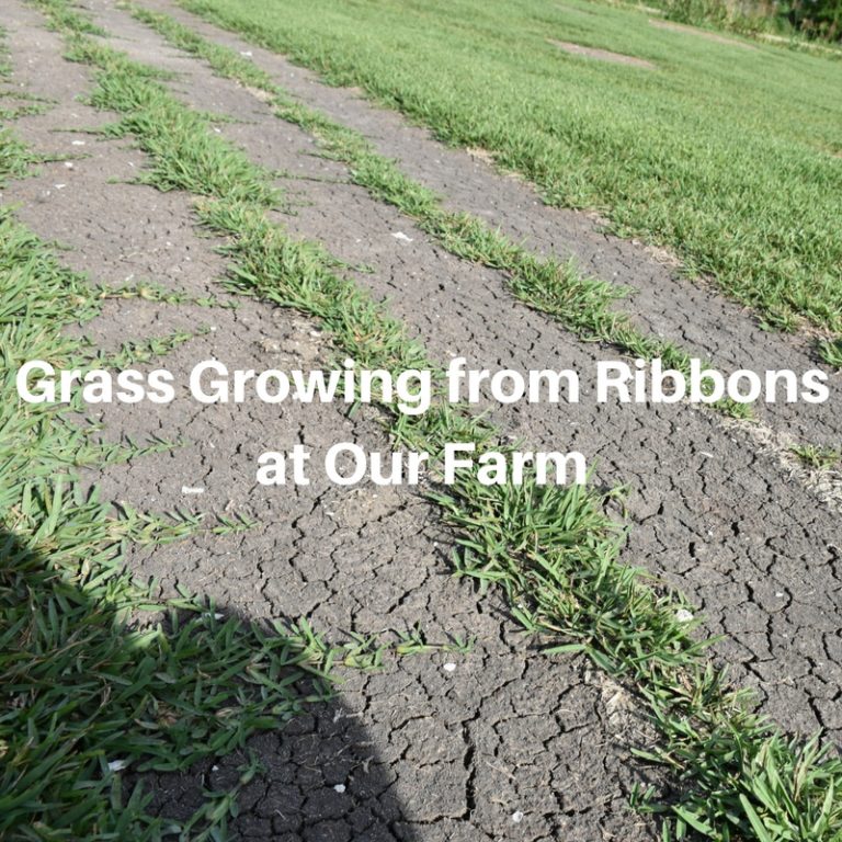 How Does Bermuda Grass Grow in Houston Lawns - Sugar Land Missouri City