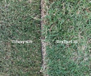 Bermuda Grass Types - Houston Grass - Pearland Sugar Land TX