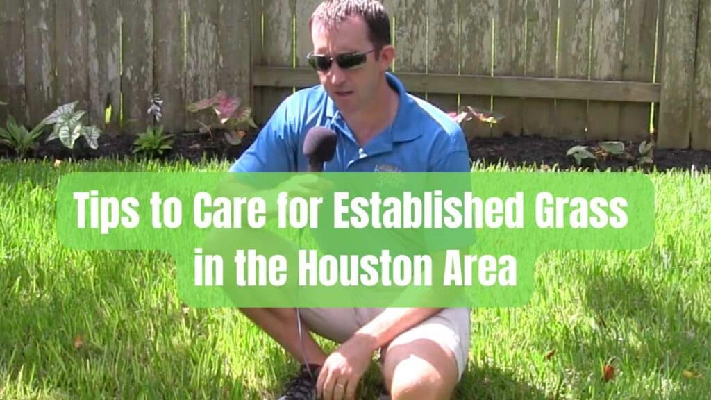 Lawn Grass Care Tips | Houston Grass | Pearland Sugar Land TX