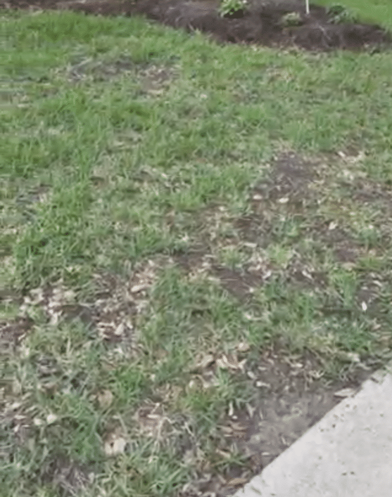 May Grass Care - Keeping Houston Lawns Lush and Green